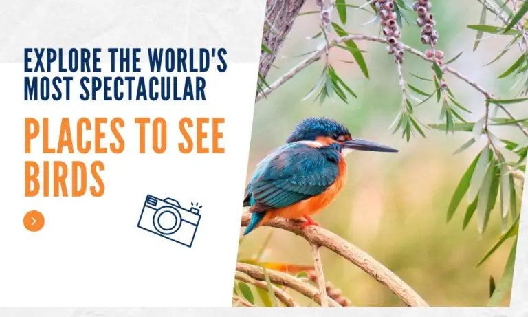 Explore the World's Most Spectacular Places to See Birds - Viraleye